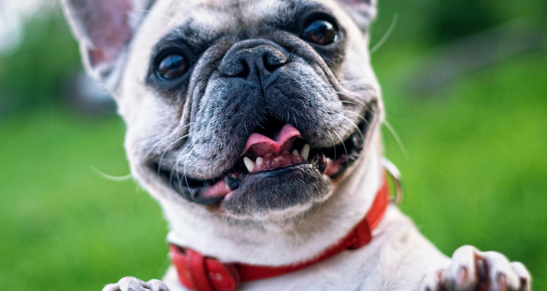 Gli animali ridono? La scienza dice di sì - Bnews