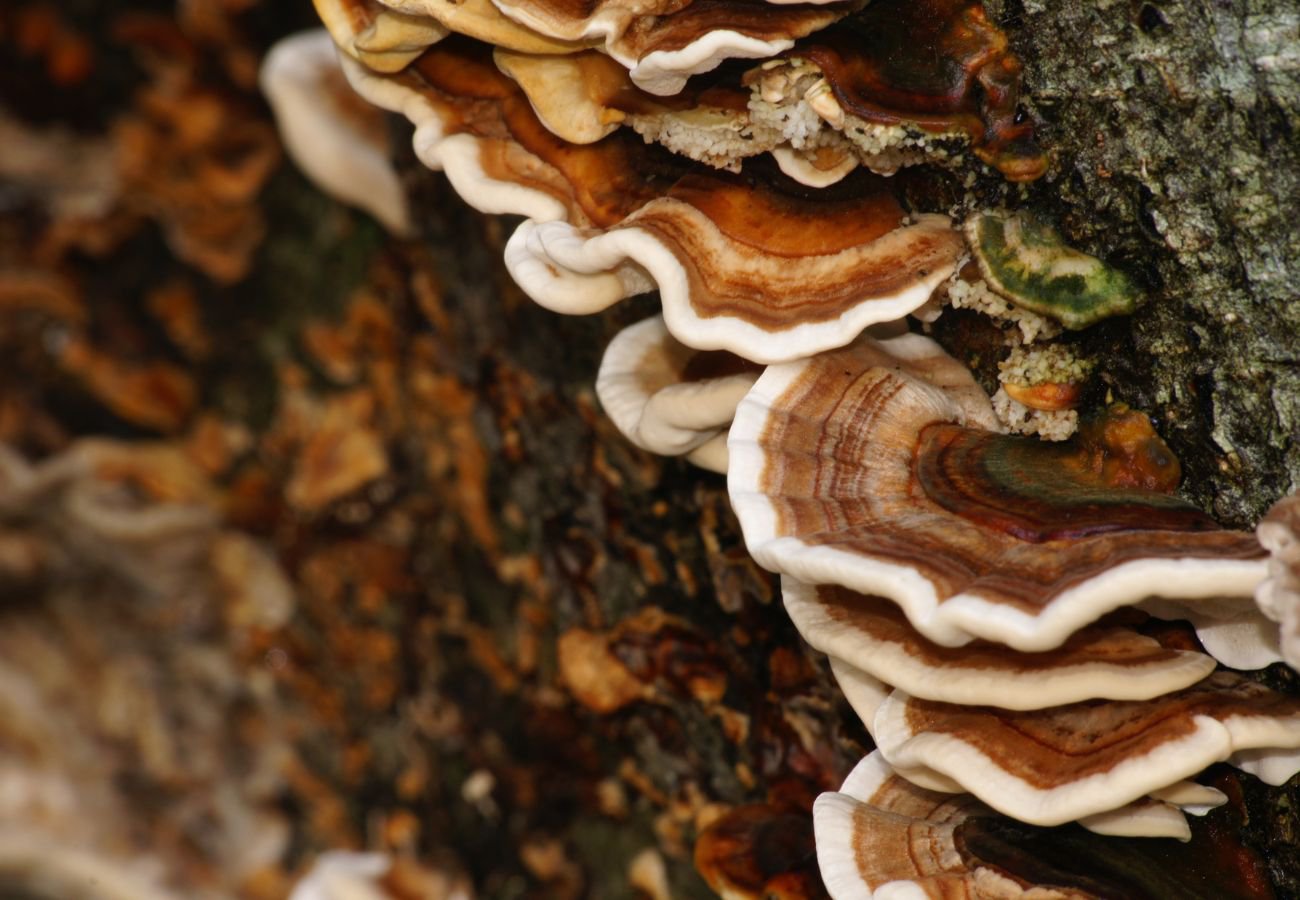 Le proprietà anti-età dei funghi - Bnews